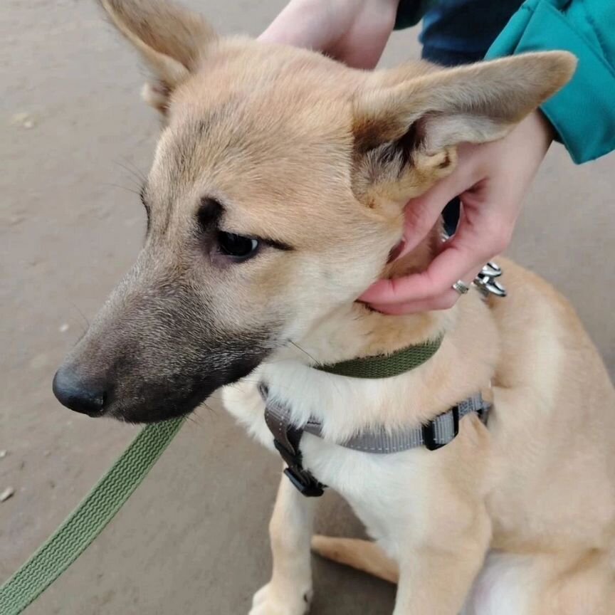 Щенок в добрые руки