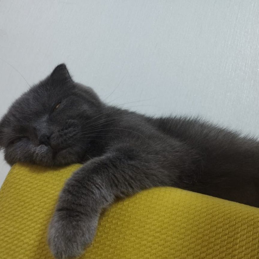 Шотланска кошка вислоухая