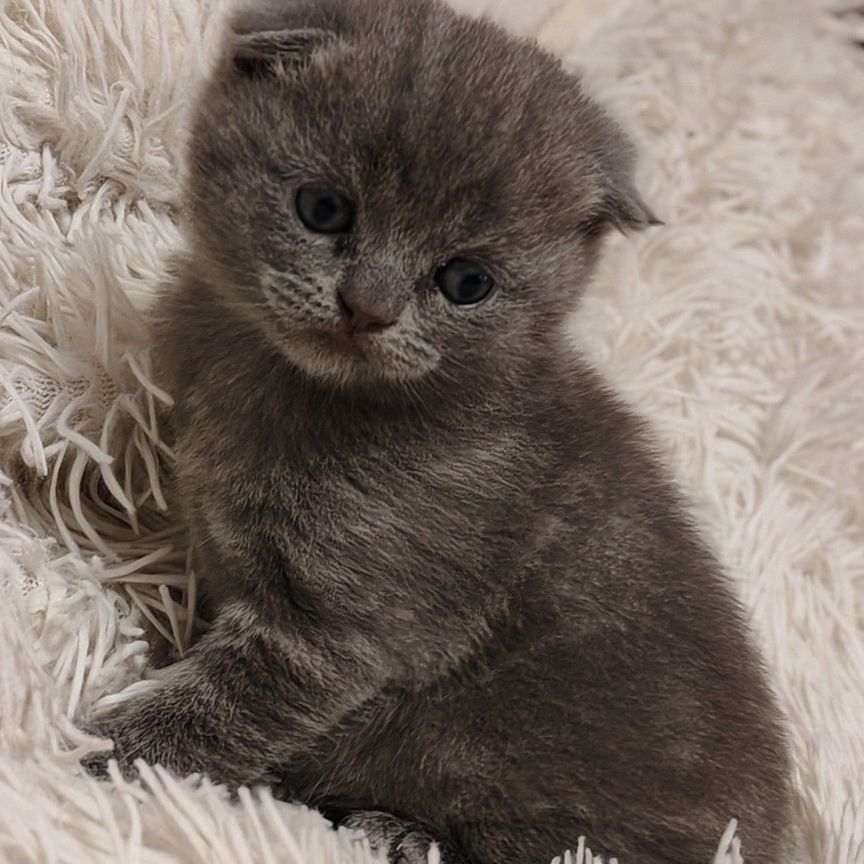 Шотландский вислоухий короткошёрстный котёнок