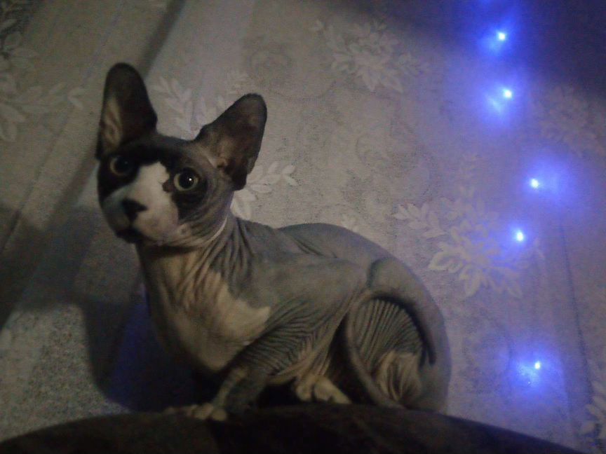 Канадский сфинкс вязка