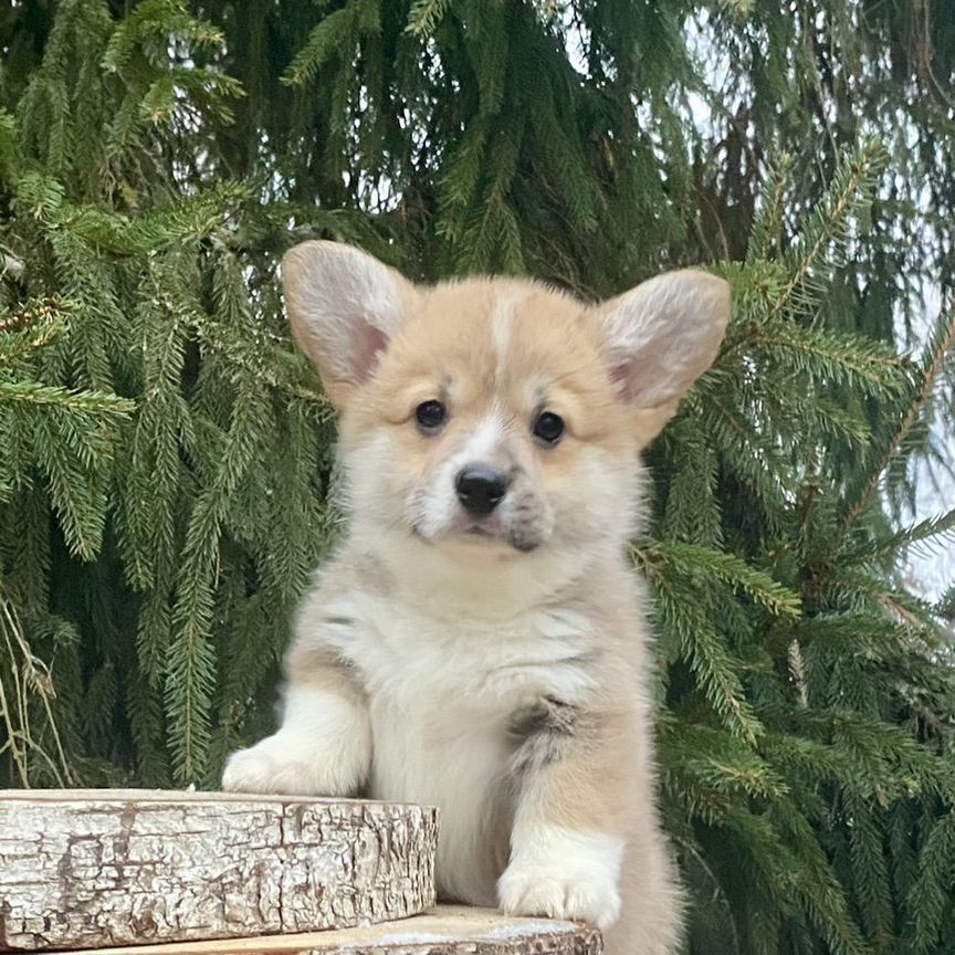 Щенки вельш корги пемброк