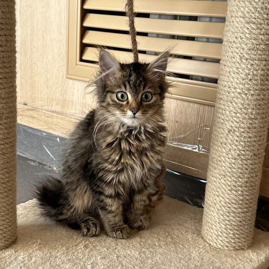 Котята в добрые руки мальчики