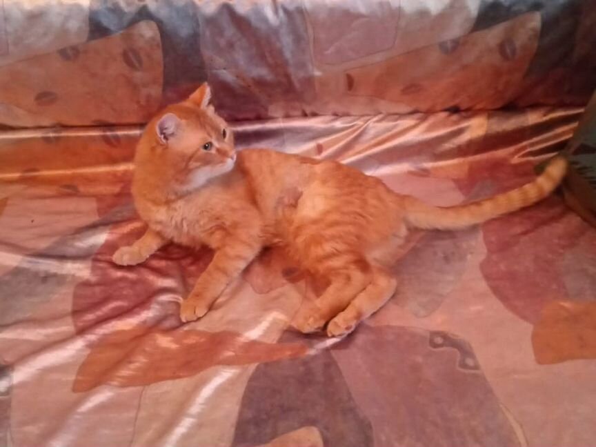 Котик спасеныш в добрые руки