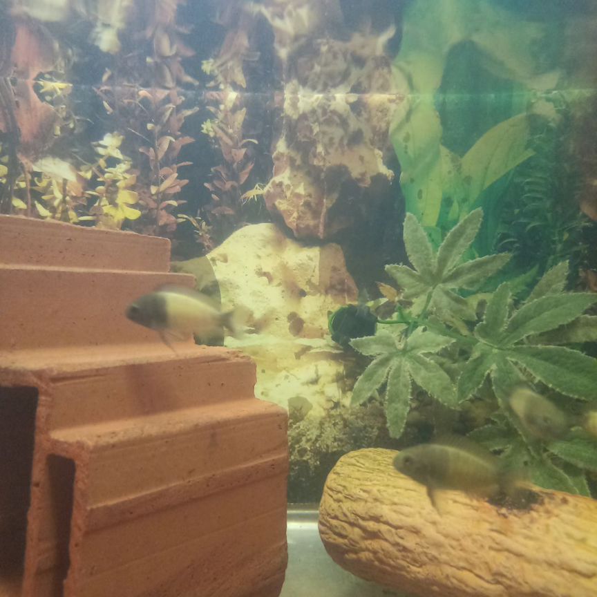 Аквариумные рыбки