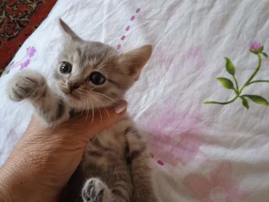 Котята от вислоухой мамы