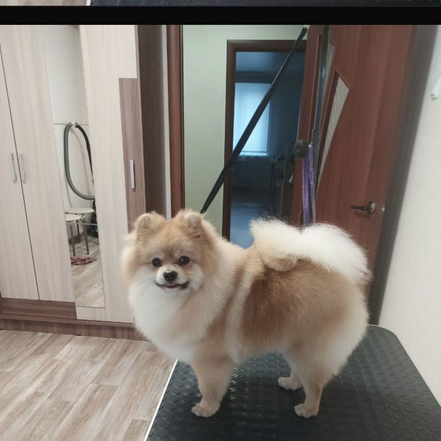 Померанский шпиц