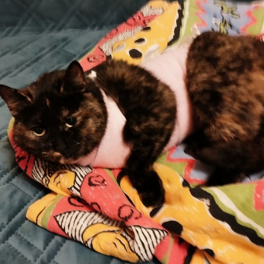 Взрослая кошка в добрые руки