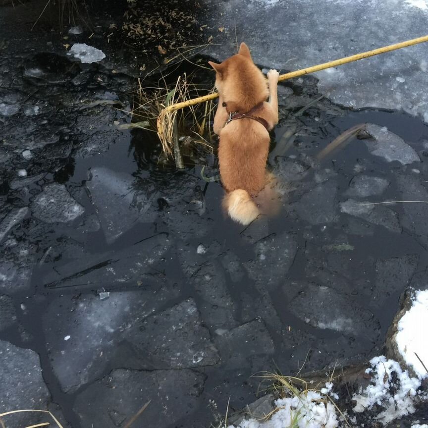 Очень хорошая собака