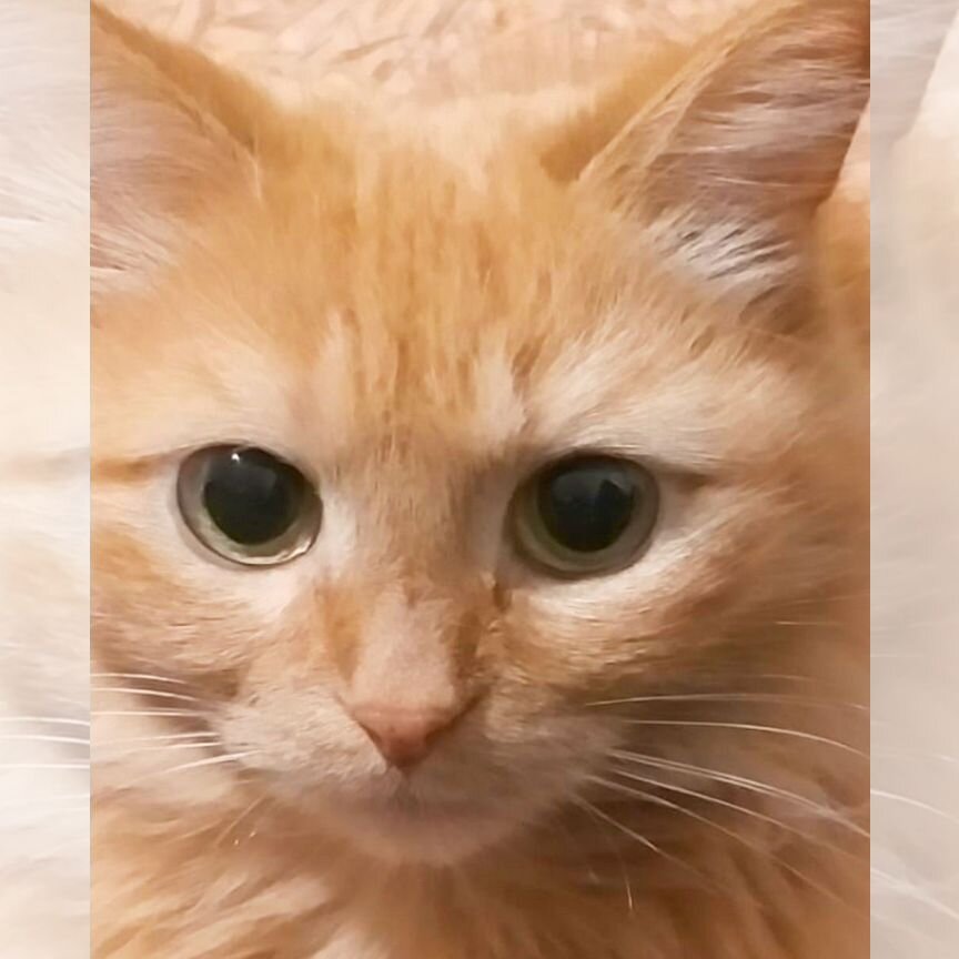 Котенок/котята рыже-белые, мальчики, 5мес