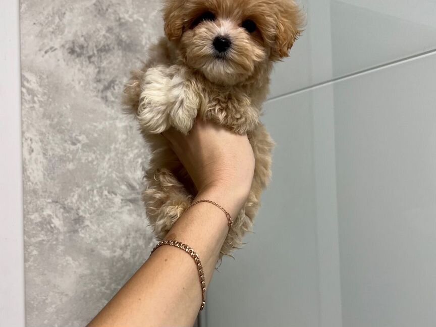 Мальтипу ф1 мини девочка Baby Face