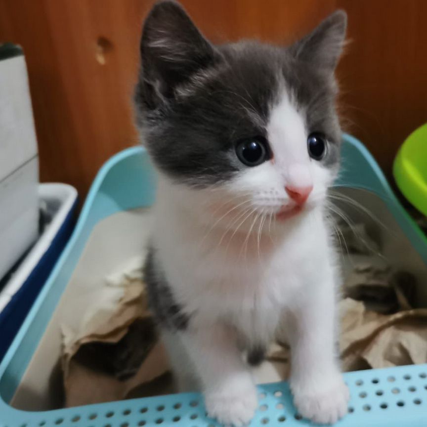 Котёнок в добрые руки