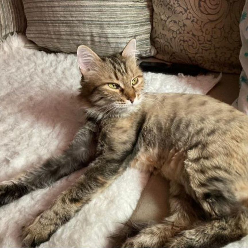 Милой домашней кошке нужна помощь
