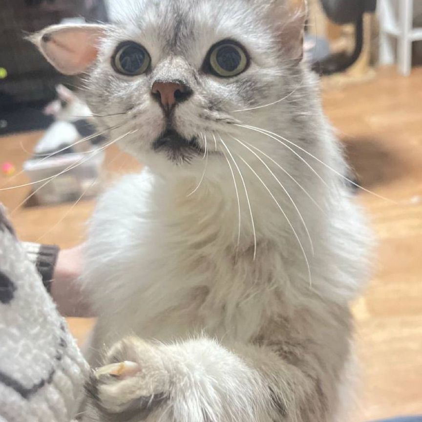 Котенок в добрые руки