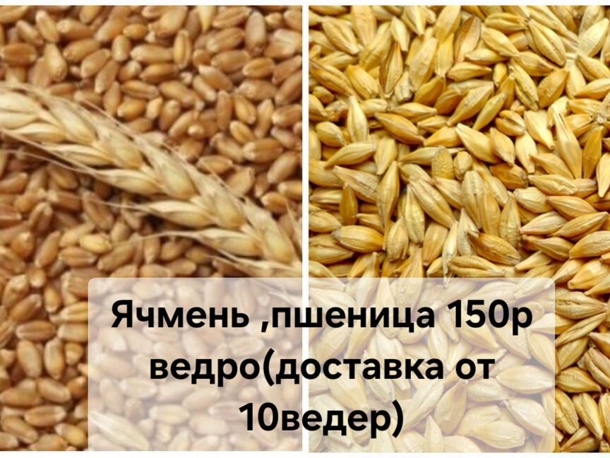 Зерно пшеница ячмень