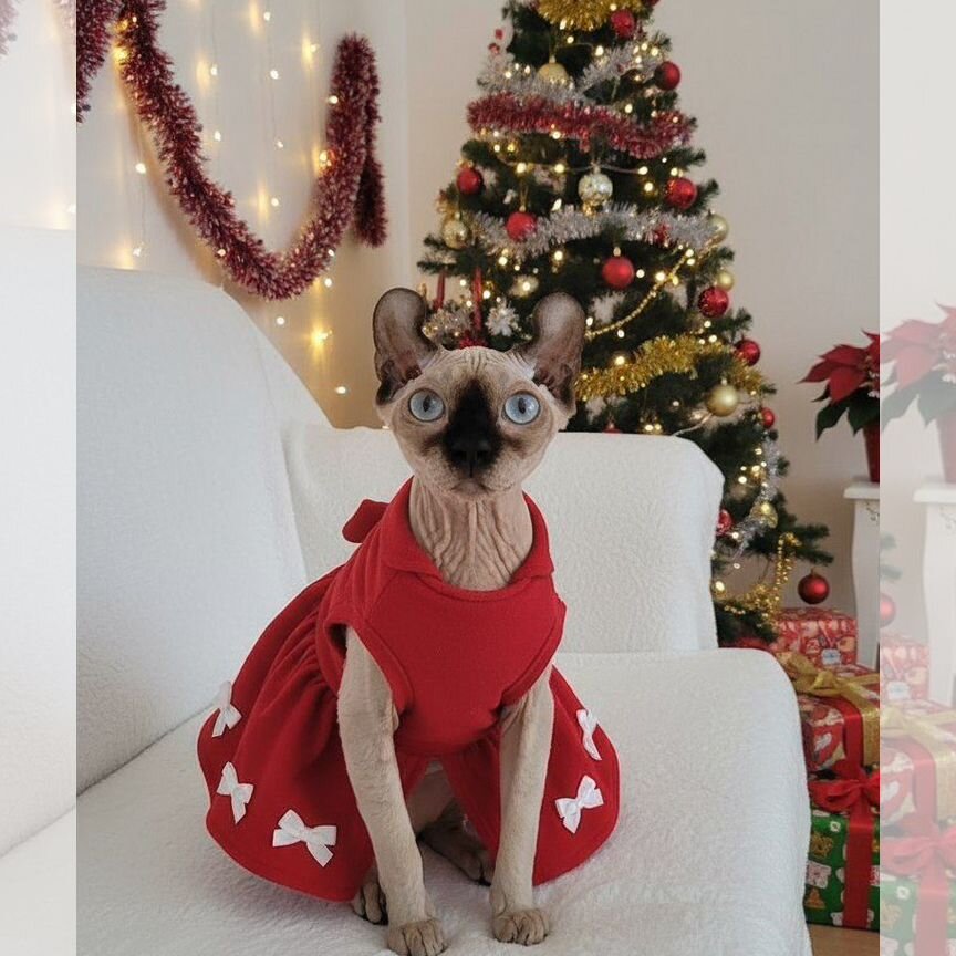 Канадский сфинкс котёнок