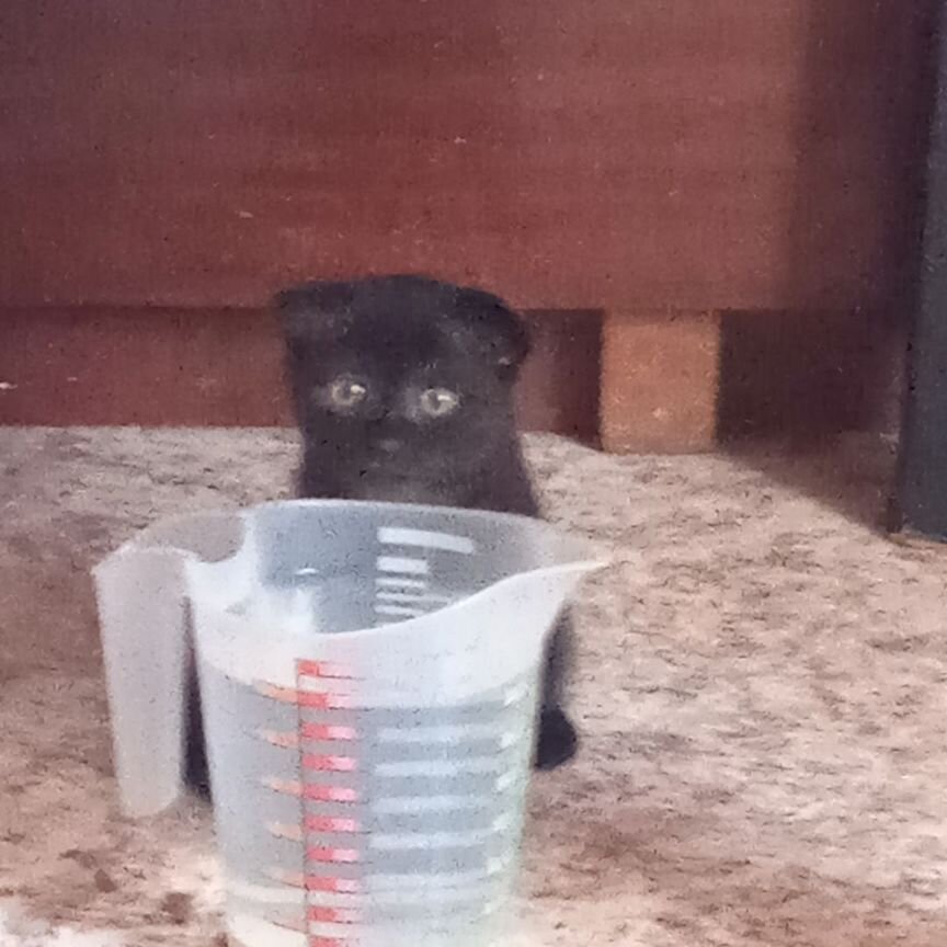 Британские котята