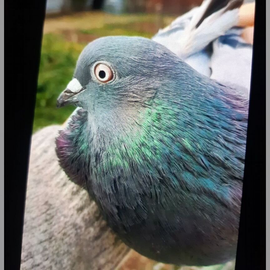 Голуби Свердловские