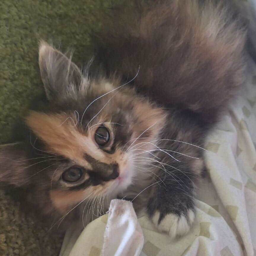Сибирский котёнок