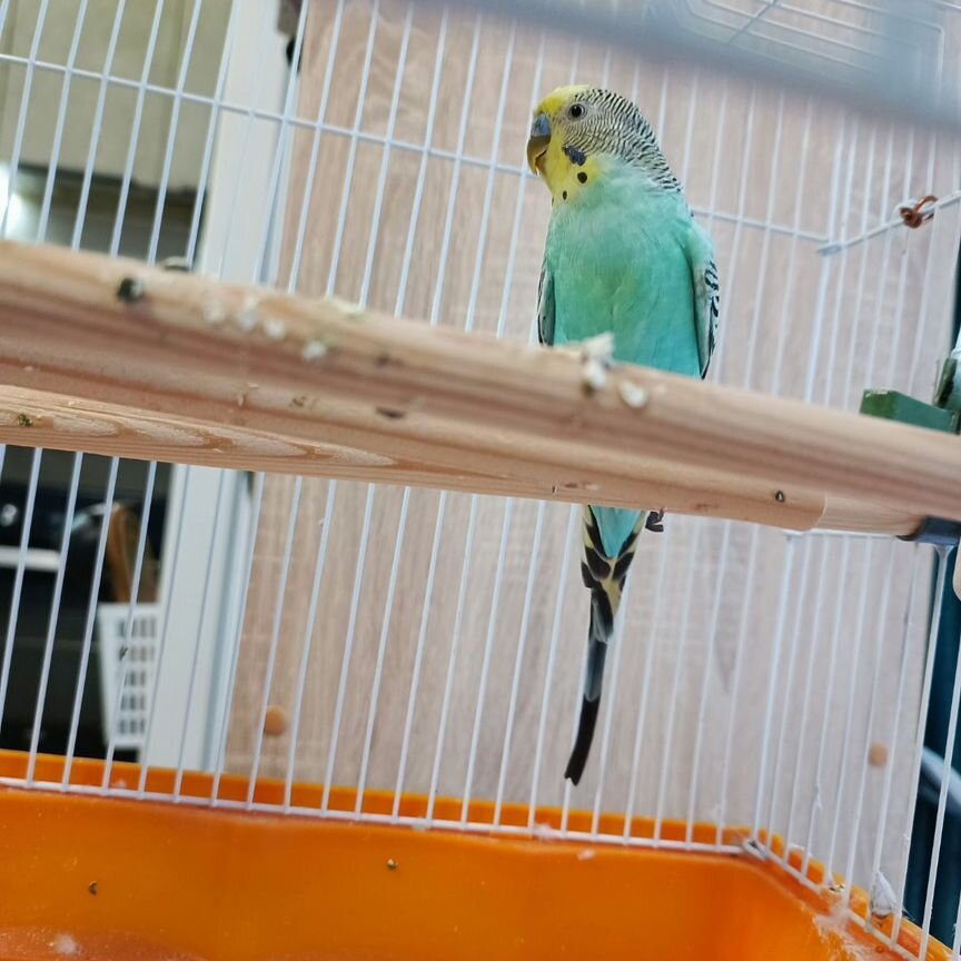 Волнистый попугай мальчик