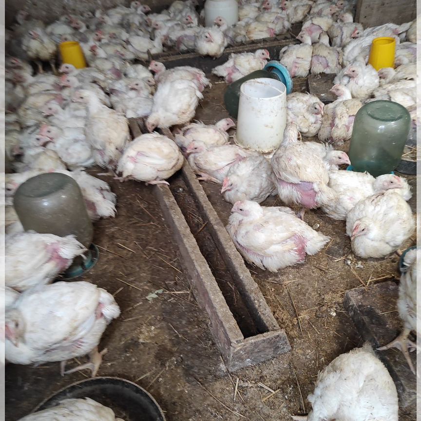 Продам бройлеровпороды Кобб 500 возраст 1месяц