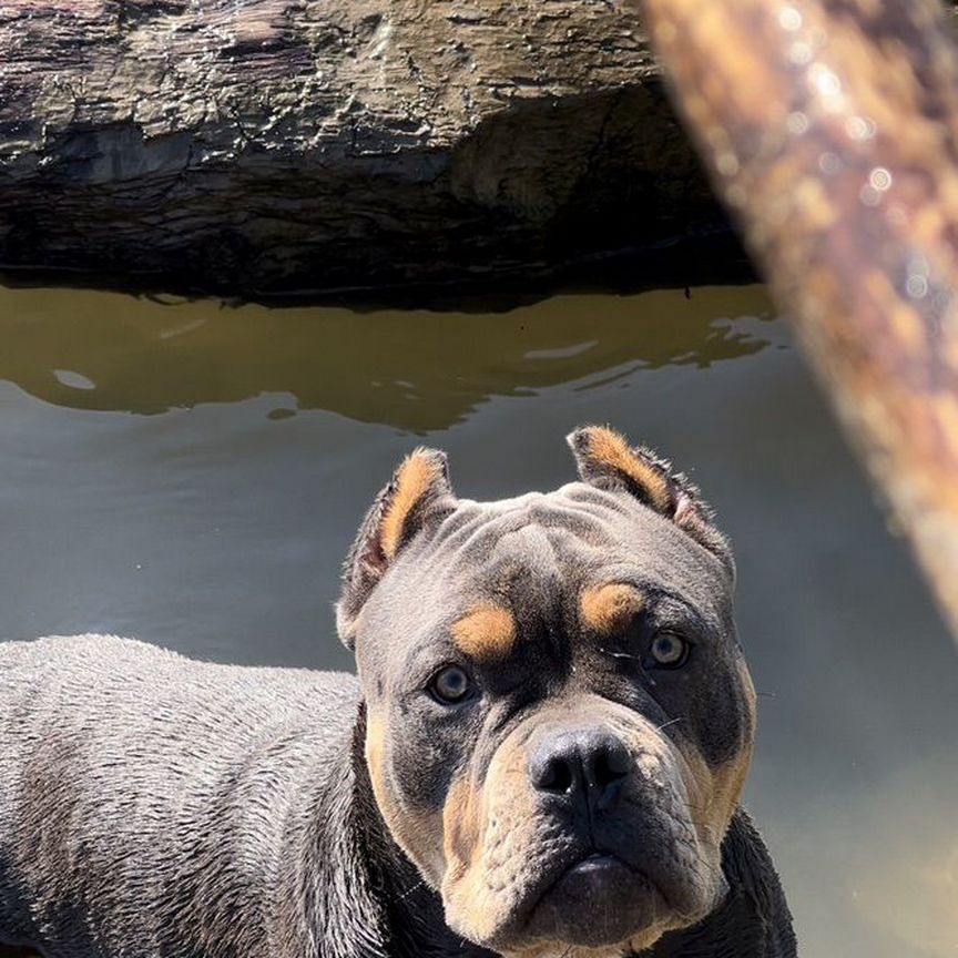 Отдам в добрые руки Аммериканского булли