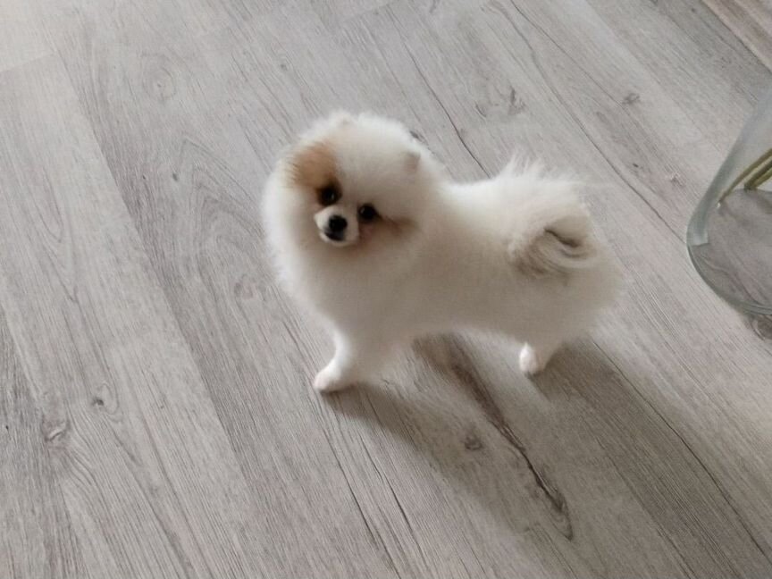 Нем.Шпиц 5мес