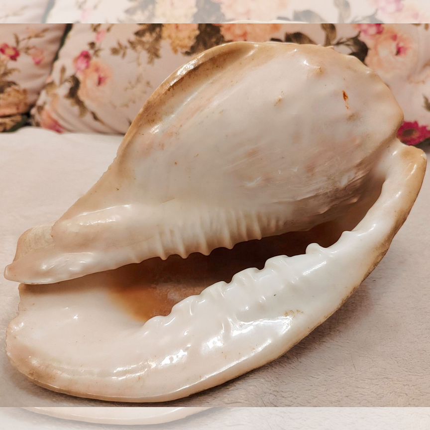 Ракушка большая морская