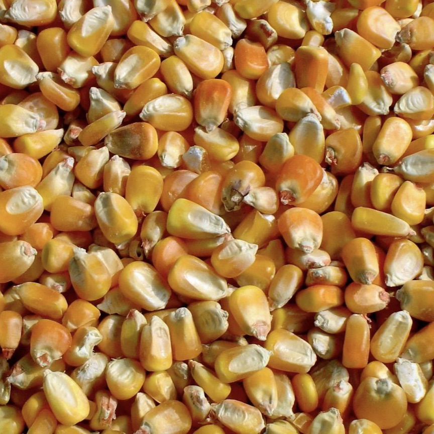 Кукуруза зерно