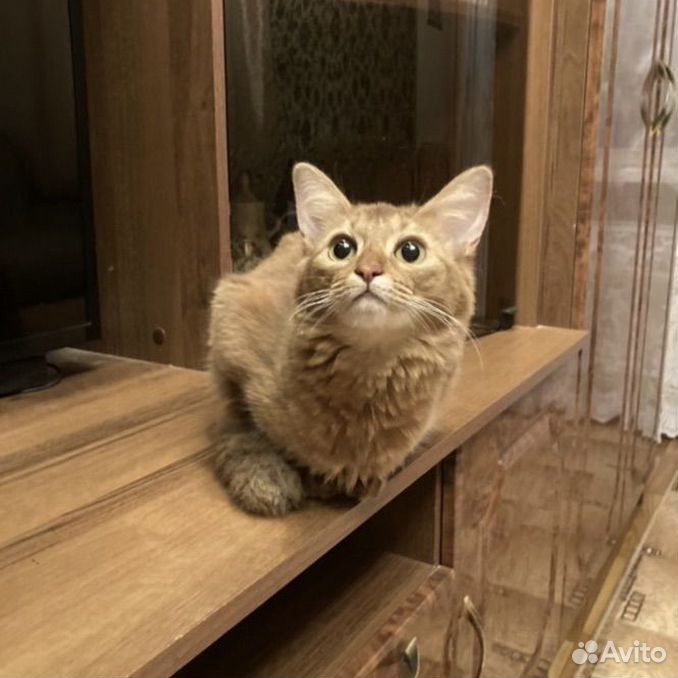 Сомалийская кошка