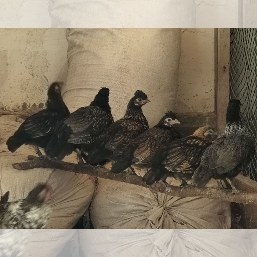 Бентамки петухи и курочки