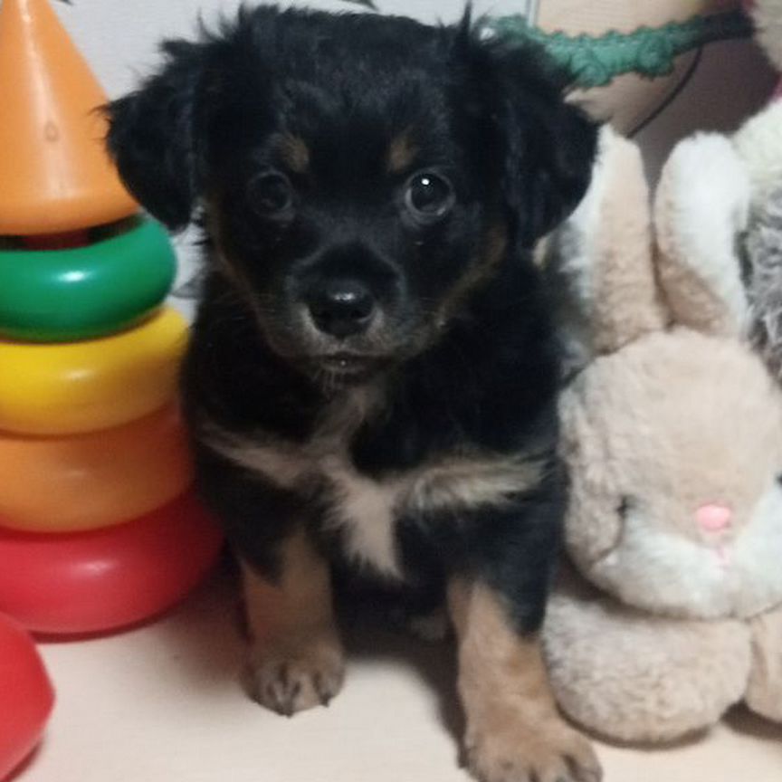 Английский той-терьер, щенок