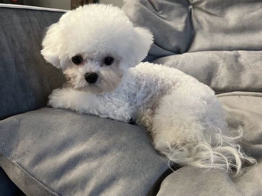 Вязка мальчика micro бишон фризе