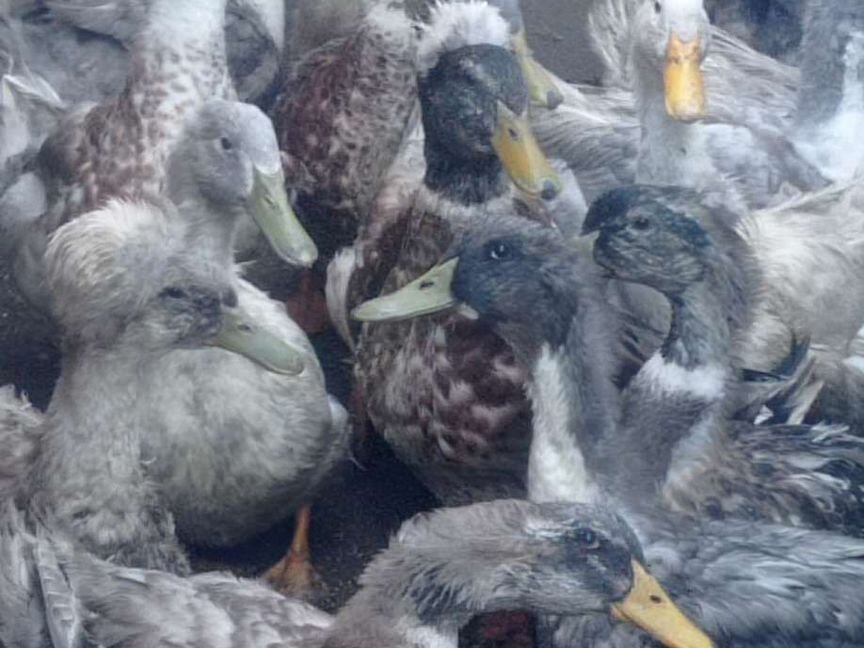 Селезни голубой фаворит и хохлатая