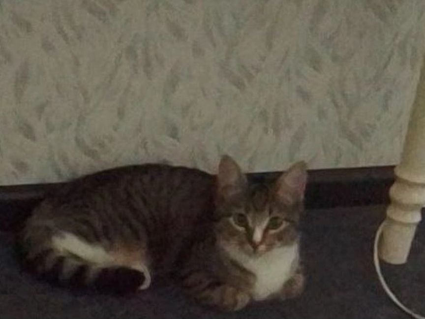 Котик в добрые руки