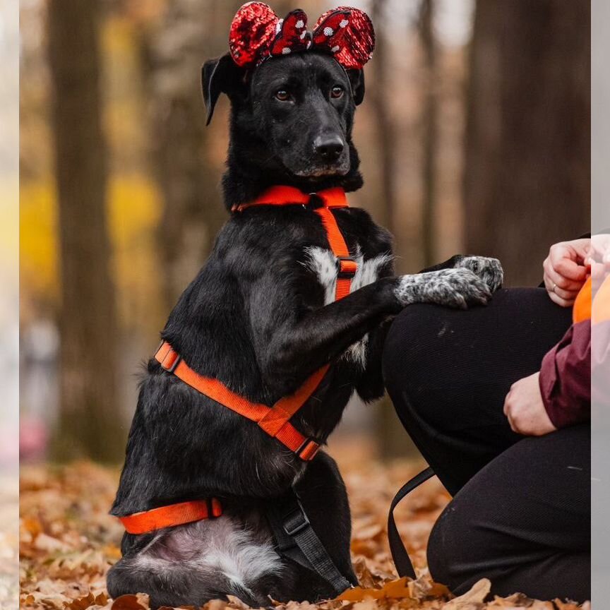 Взрослая собака в добрые руки