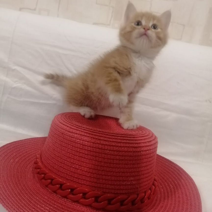 Отдам кота в добрые руки
