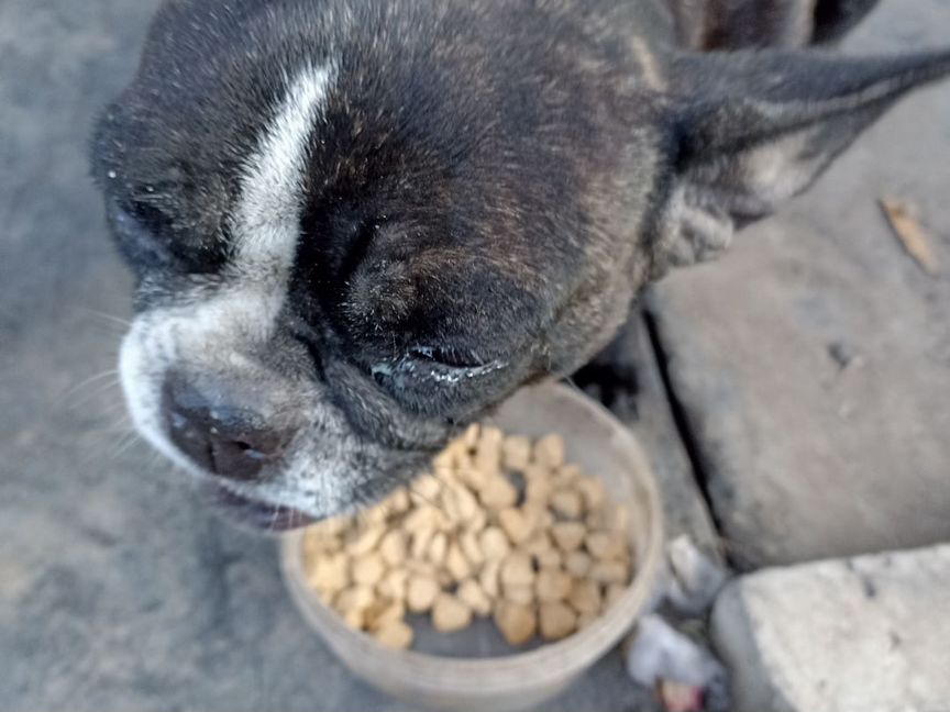 Французский бульдог мини