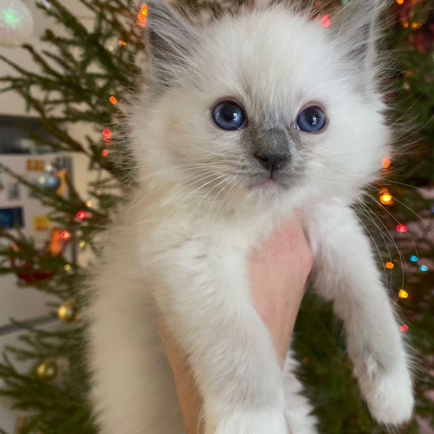 Sergio, рэгдолл с родословной