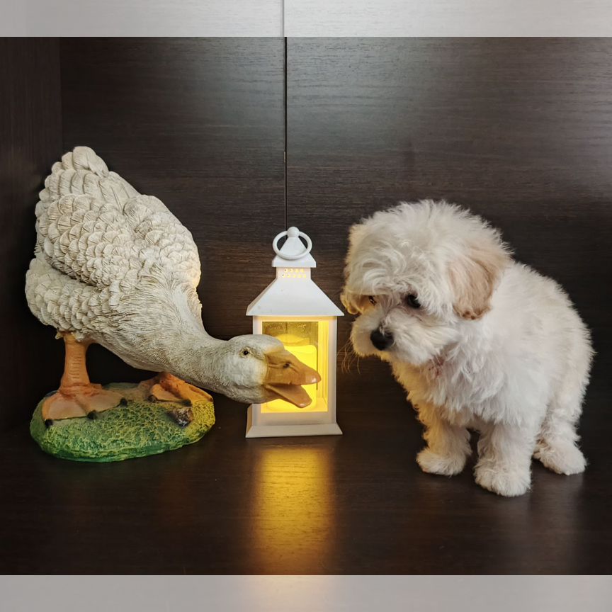 Мальтипу, щенок