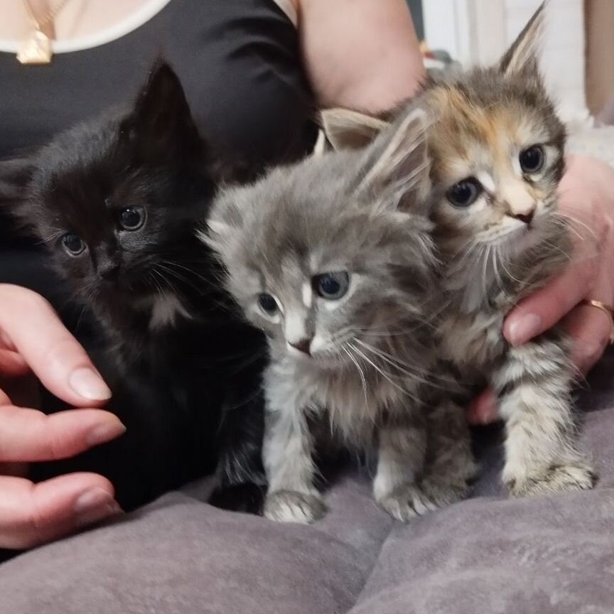 Отдам бесплатно котята