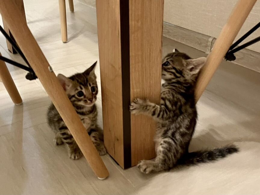 Бенгальские котята