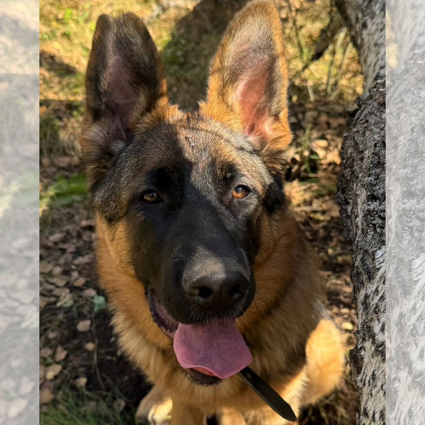 Немецкая овчарка, щенок