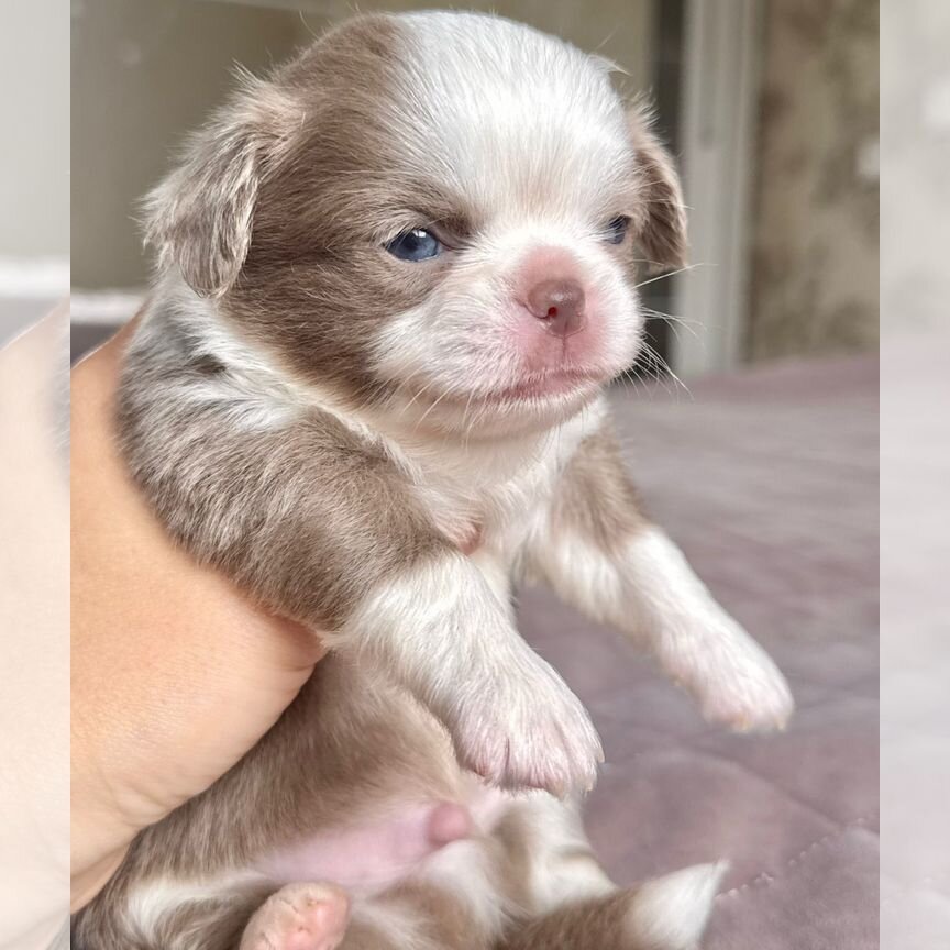 Чихуахуа, щенок