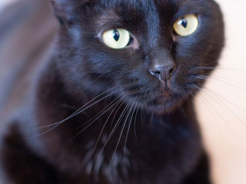 С Новым годом, с новым счастьем, с новым котиком)