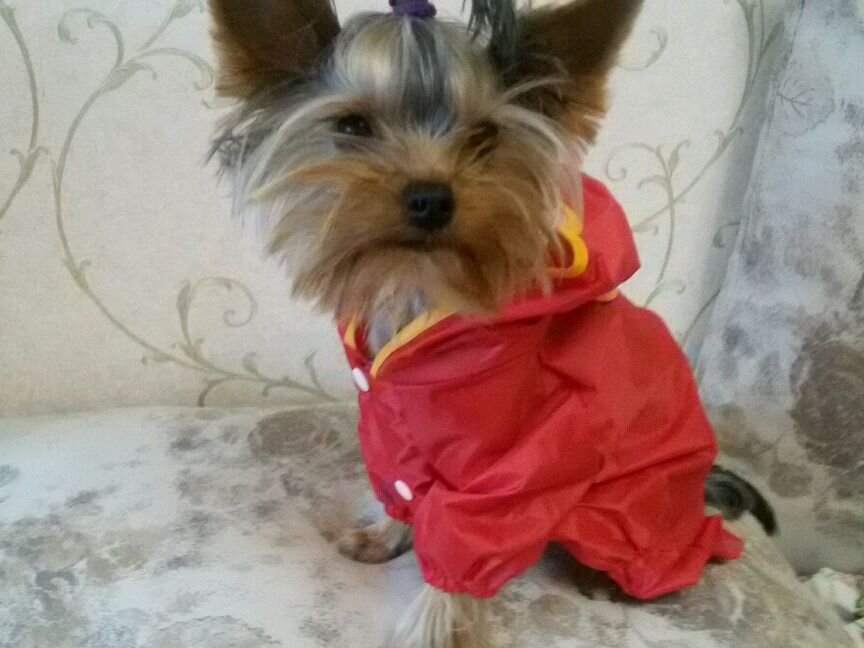 Комбинезоны-дождевики и комбинезон для собачки