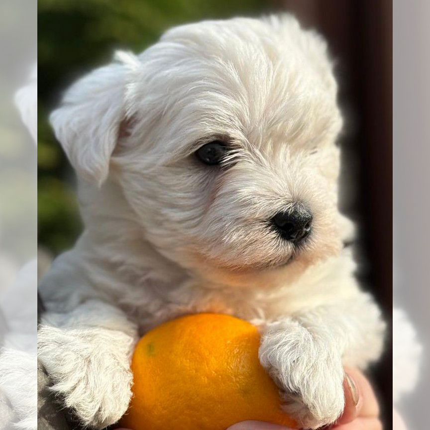 Вест-хайленд-уайт-терьер, щенок