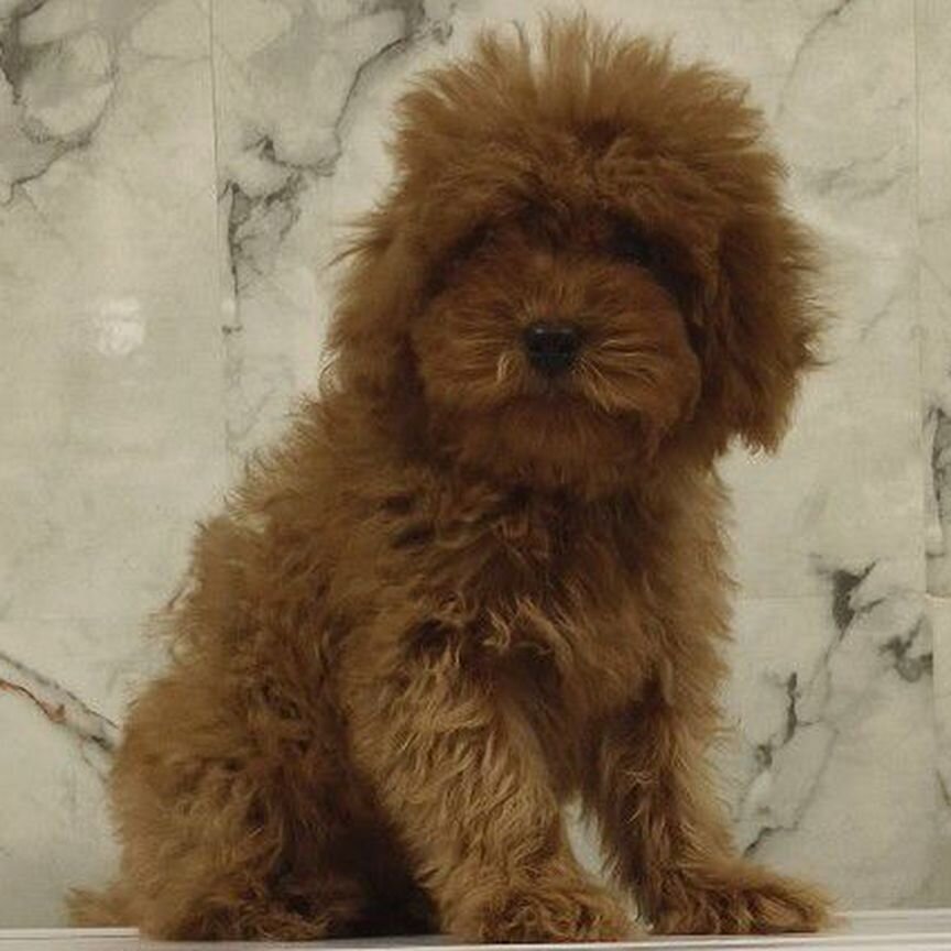 Пудель, щенок