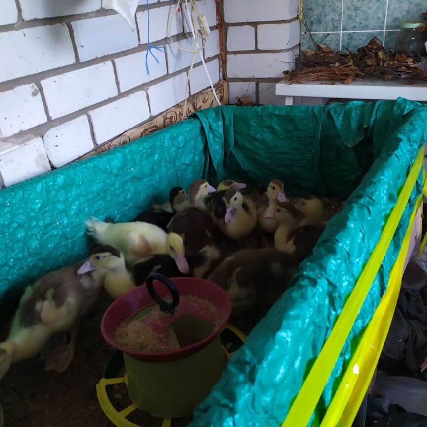 Утят продам Мускусные и шоколад