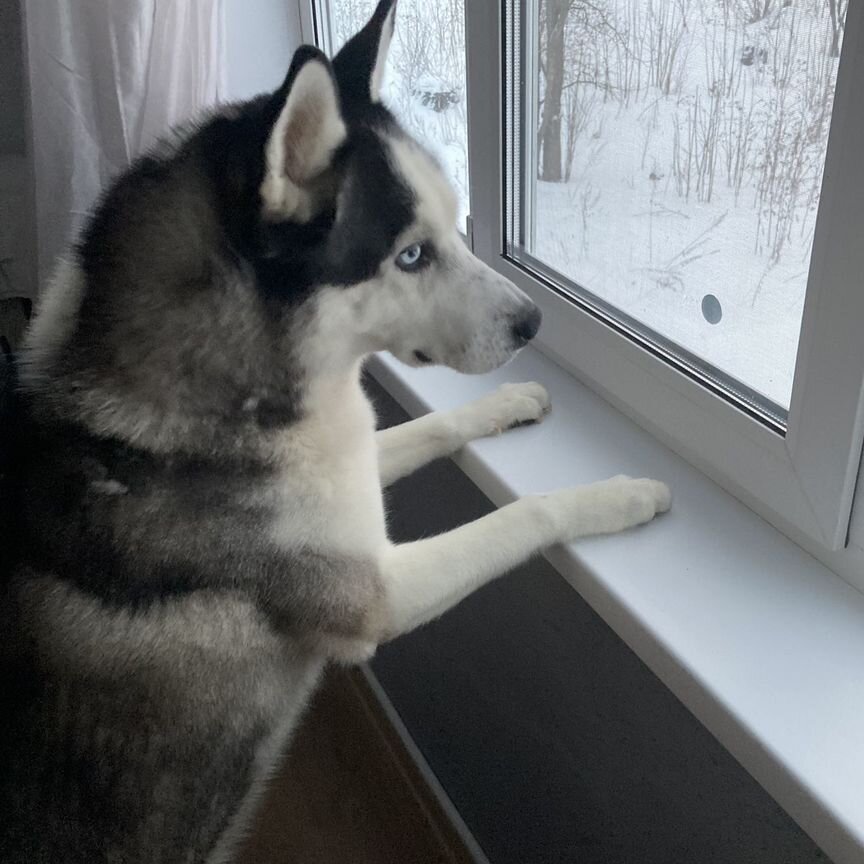 Сибирский хаски, взрослый пёс