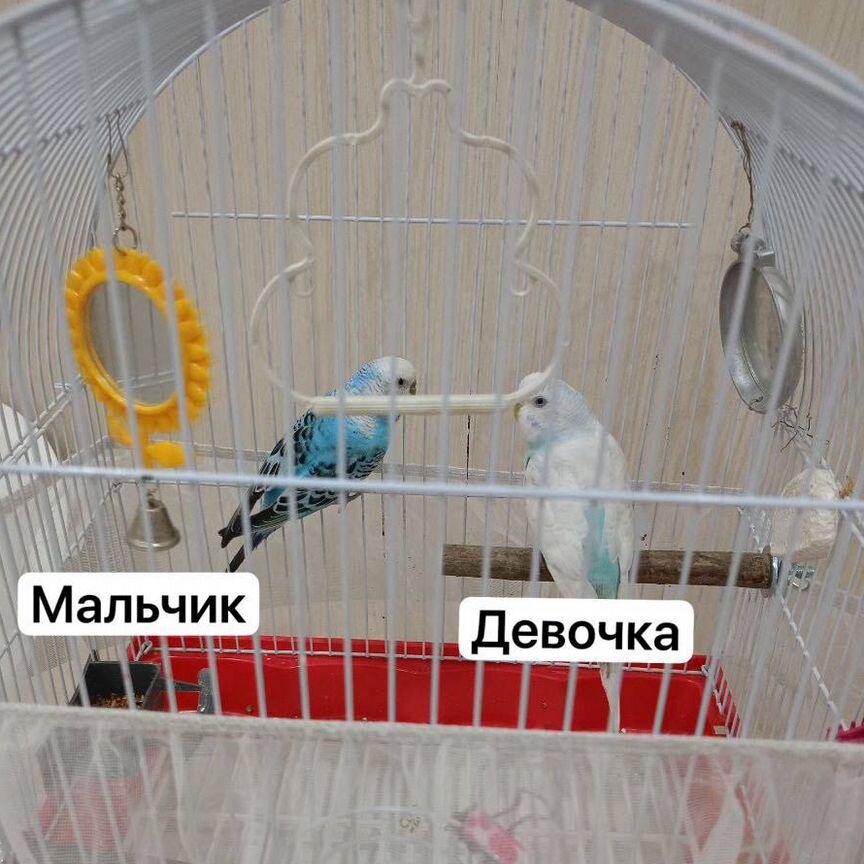 Пара волнистых попугаев с клеткой